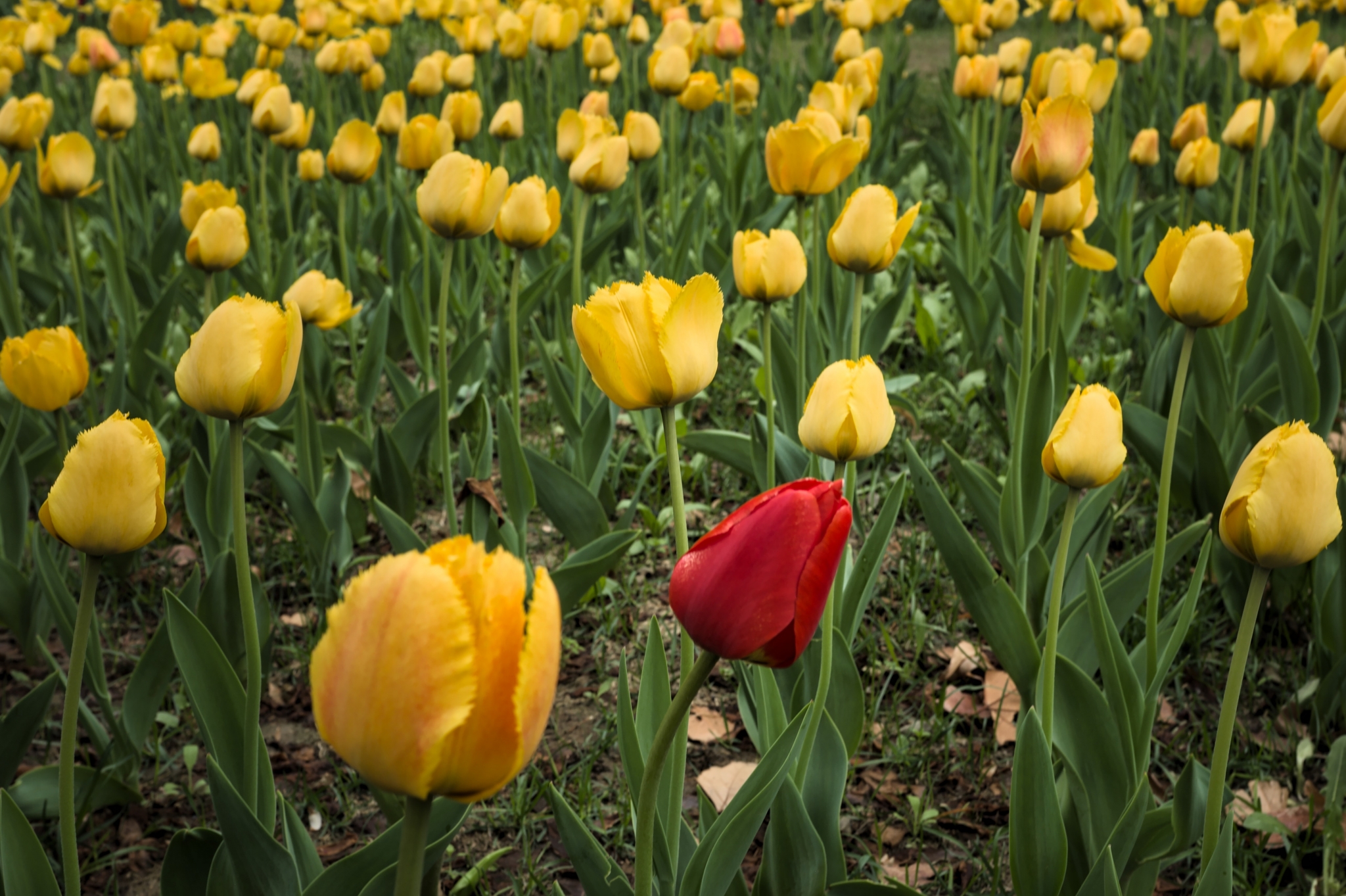 THE BEAUTY OF BEING DIFFERENT SharedCode the-beauty-of-being-different-sharedcode